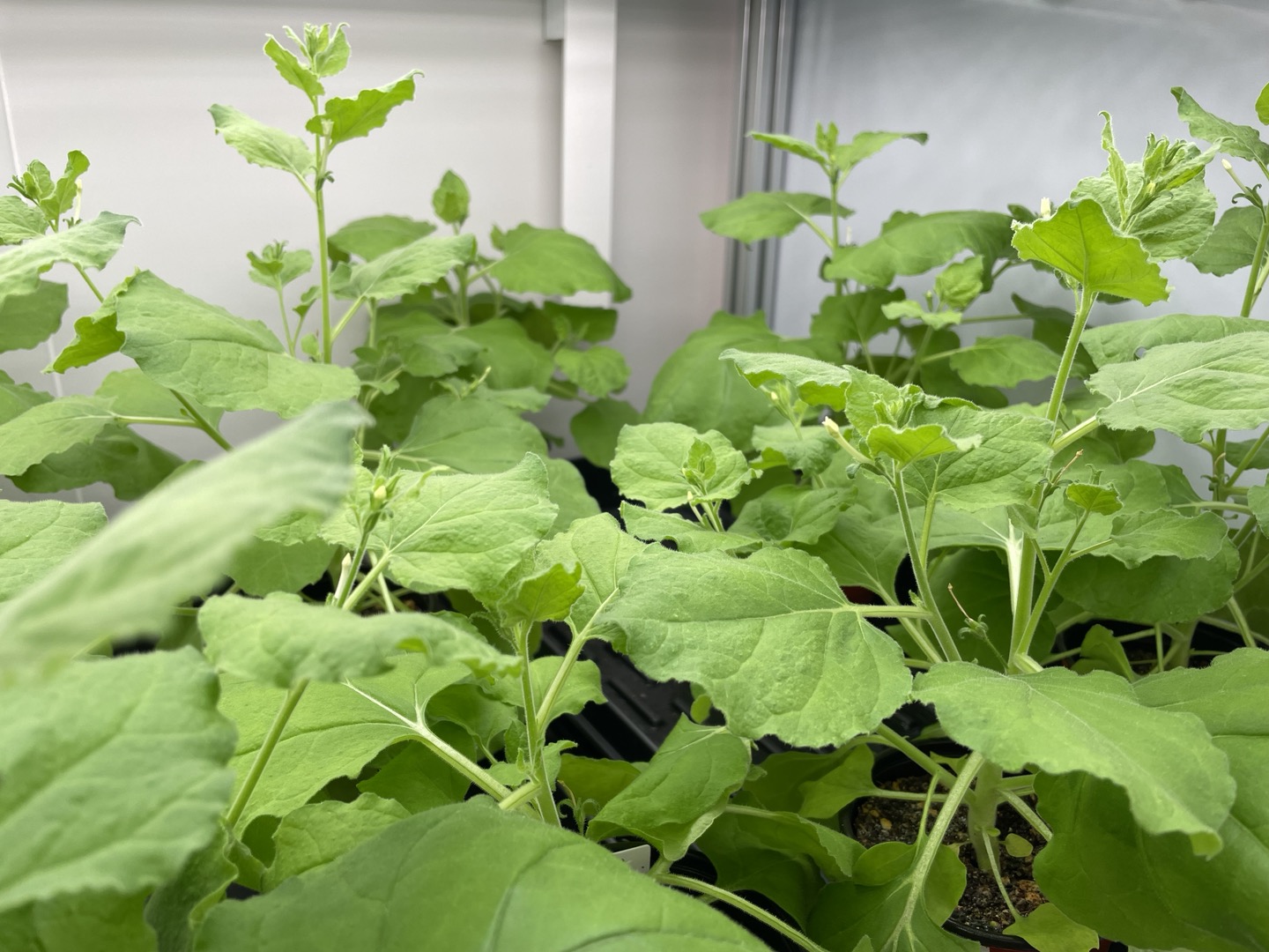 Publications - Plant Immunity Laboratory